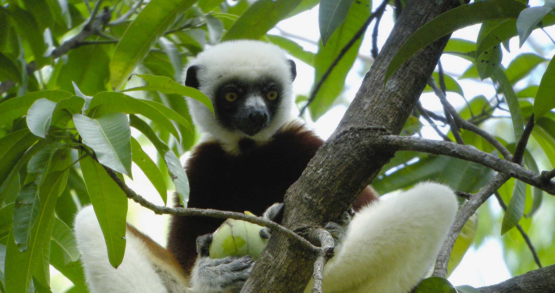 Opening of the borders of Madagascar - Arcadia Travel Madagascar